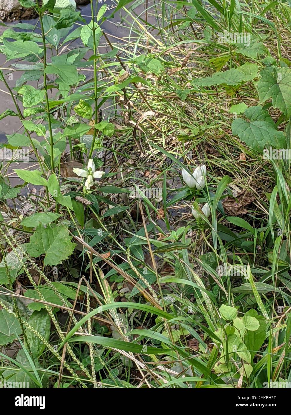 white turtlehead (Chelone glabra Stock Photo - Alamy
