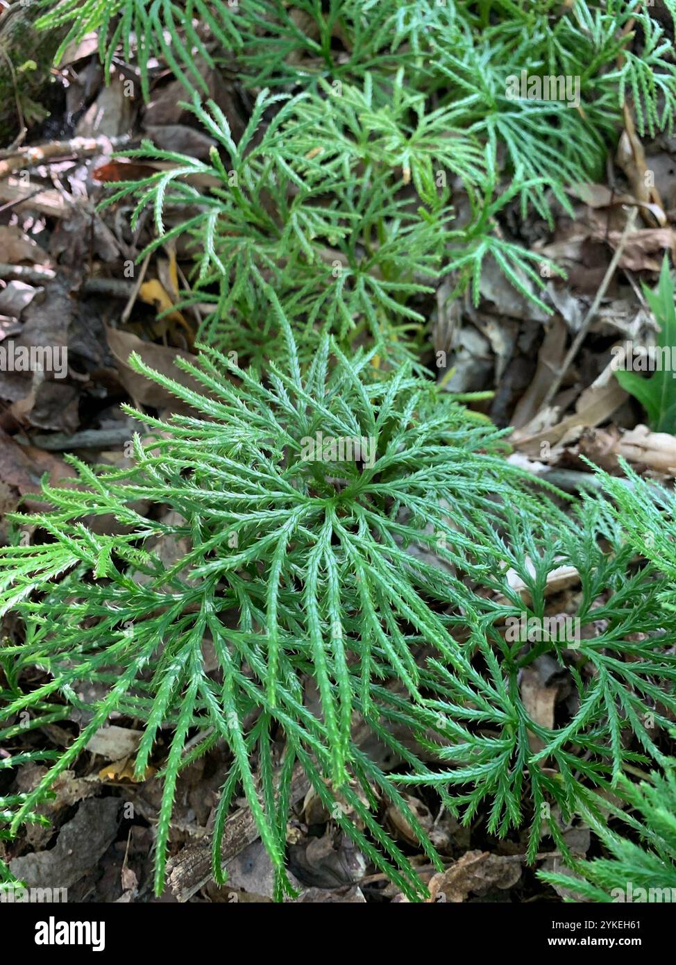 Diphasiastrum digitatum hi-res stock photography and images - Alamy