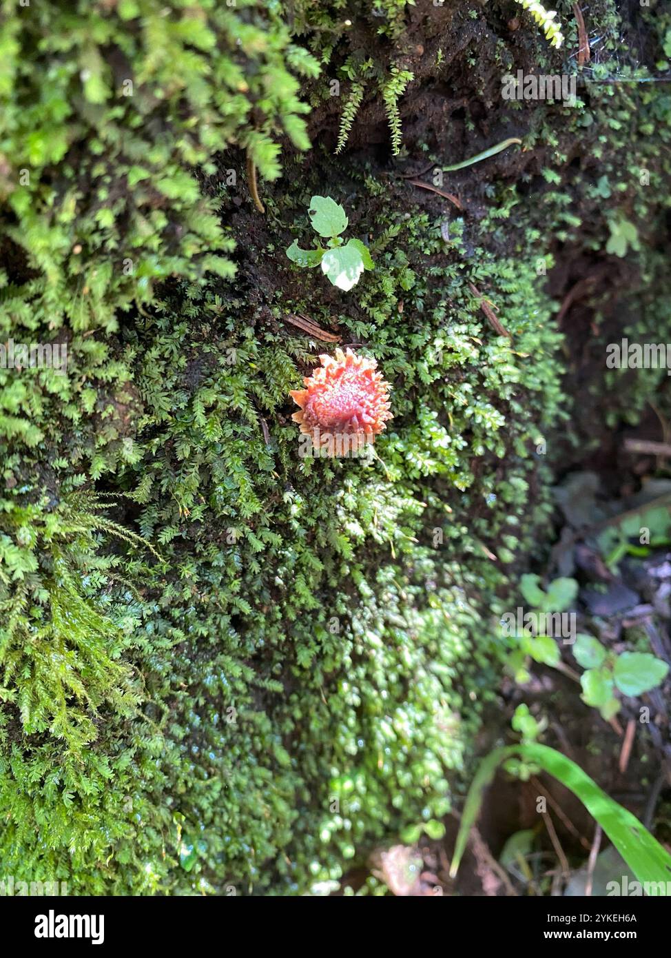 Golden-scruffy Collybia (Cyptotrama asprata Stock Photo - Alamy
