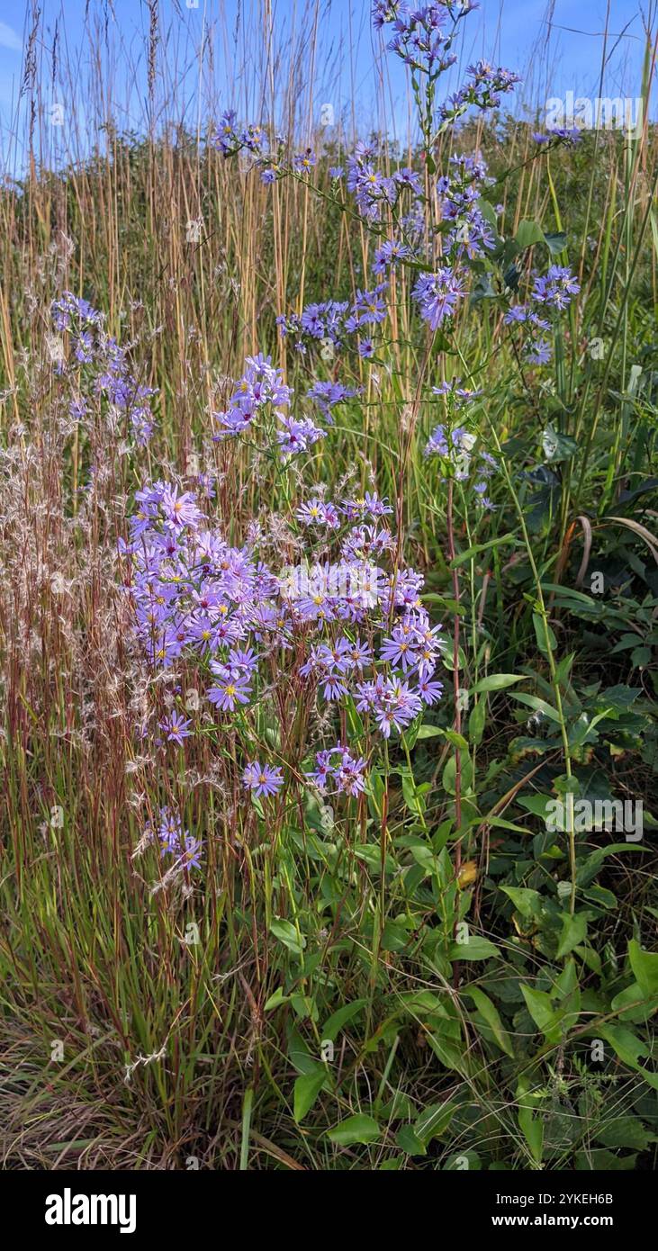 smooth blue aster (Symphyotrichum laeve Stock Photo - Alamy