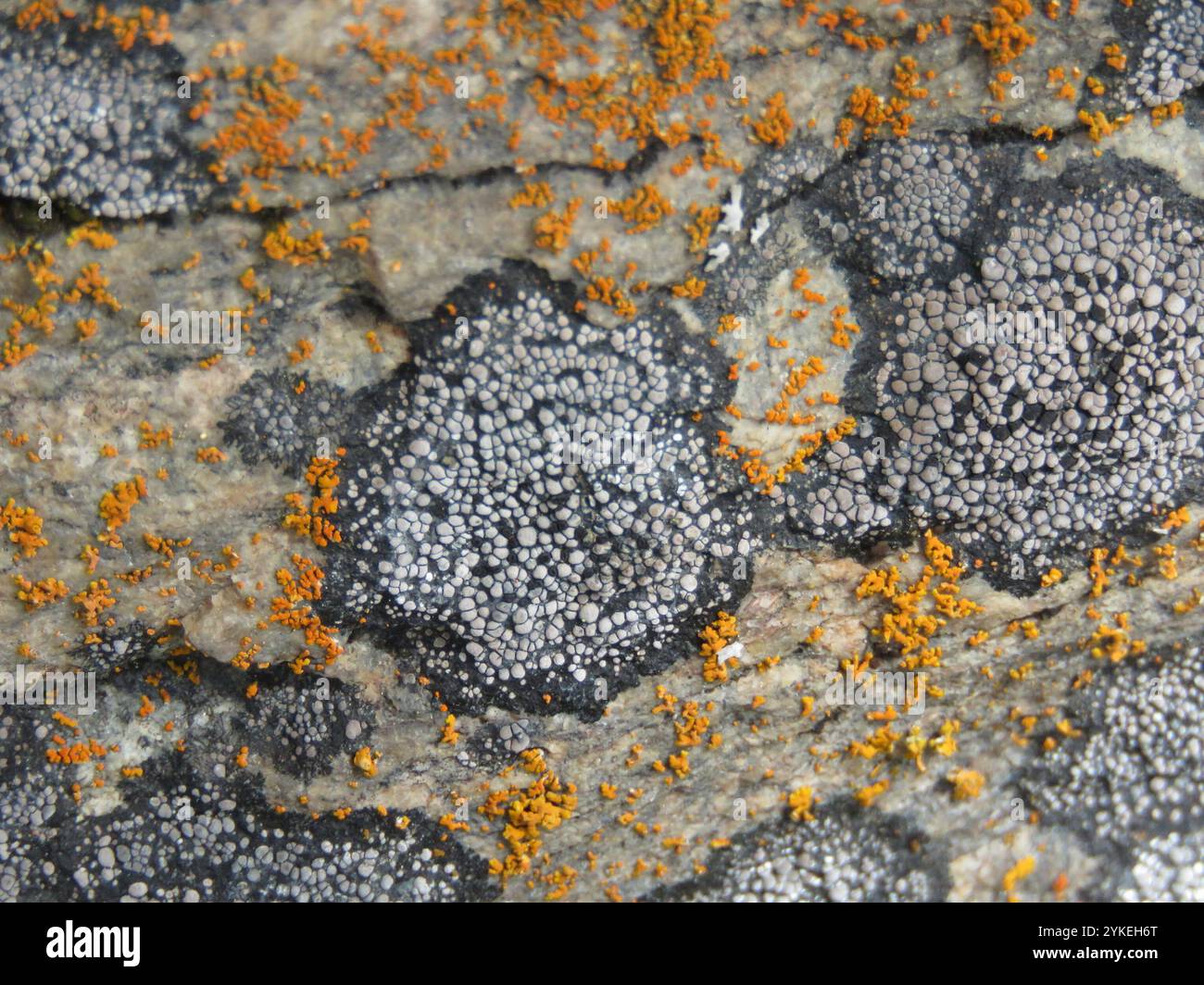 common lichens (Lecanoromycetes Stock Photo - Alamy