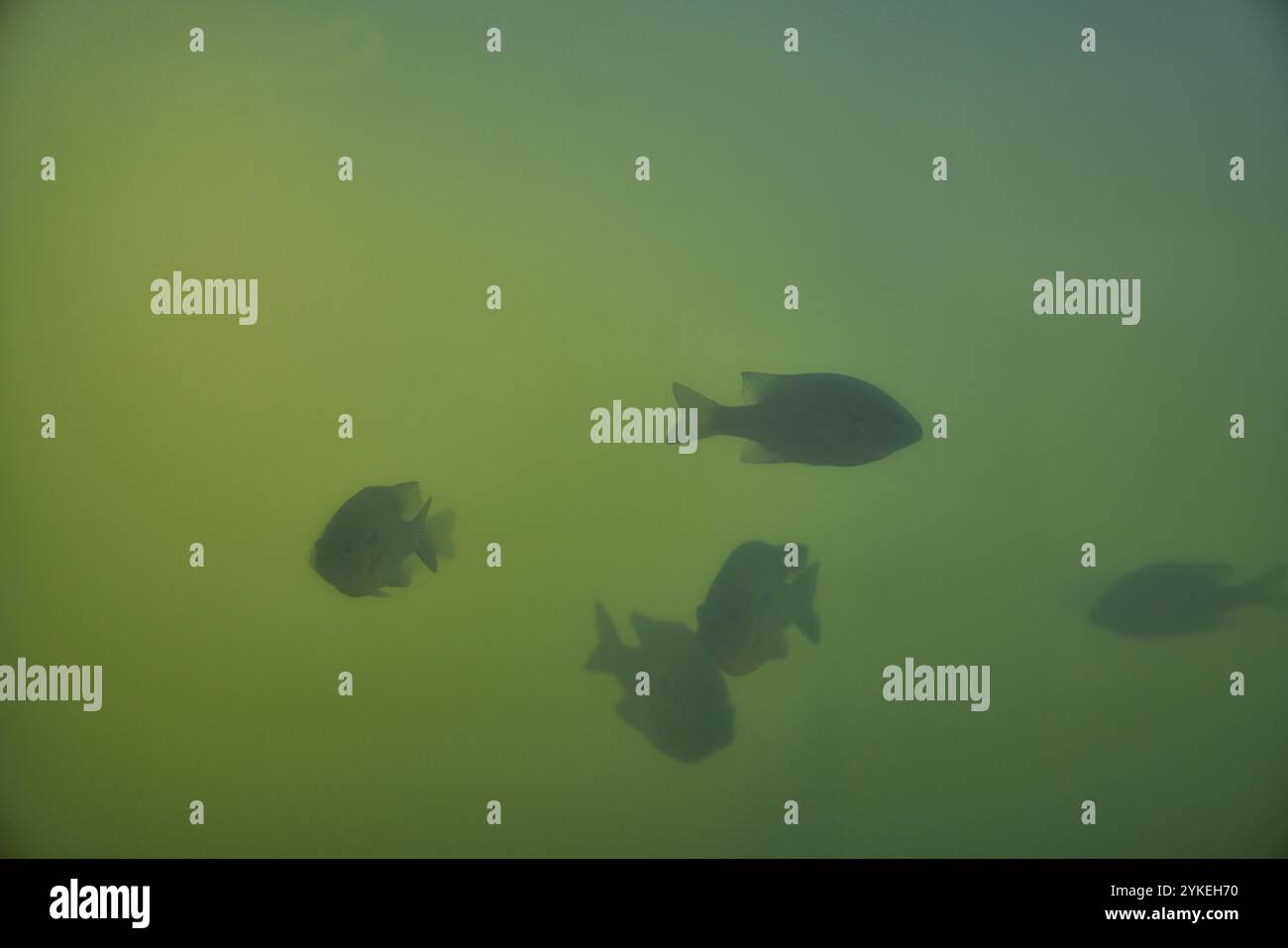 Crappie fish in large tank Stock Photo - Alamy