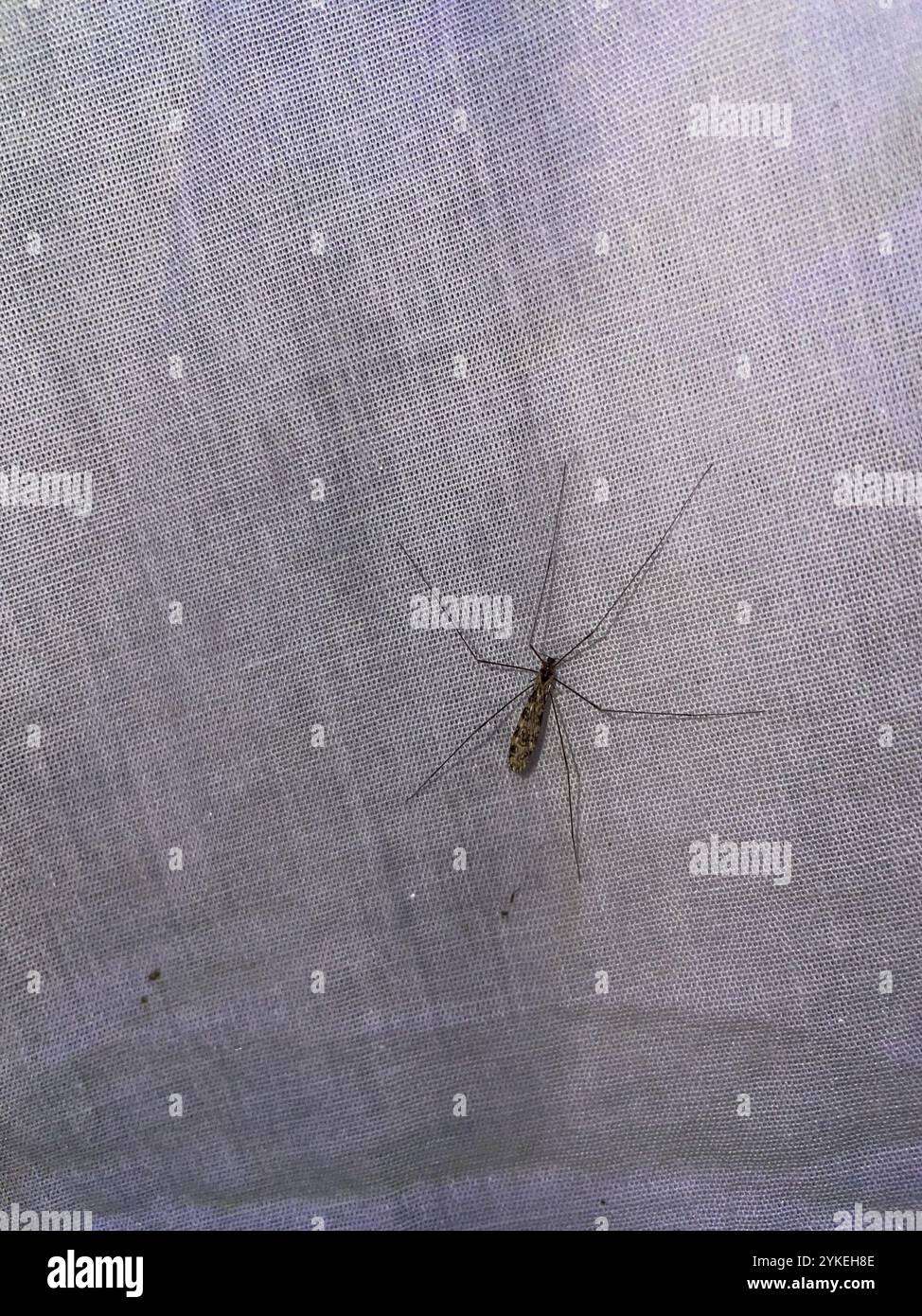 Typical Crane Flies (Tipuloidea Stock Photo - Alamy