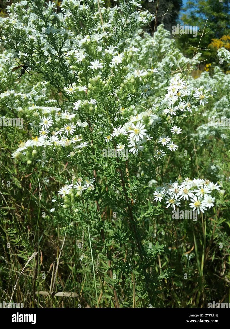 white heath aster (Symphyotrichum ericoides Stock Photo - Alamy
