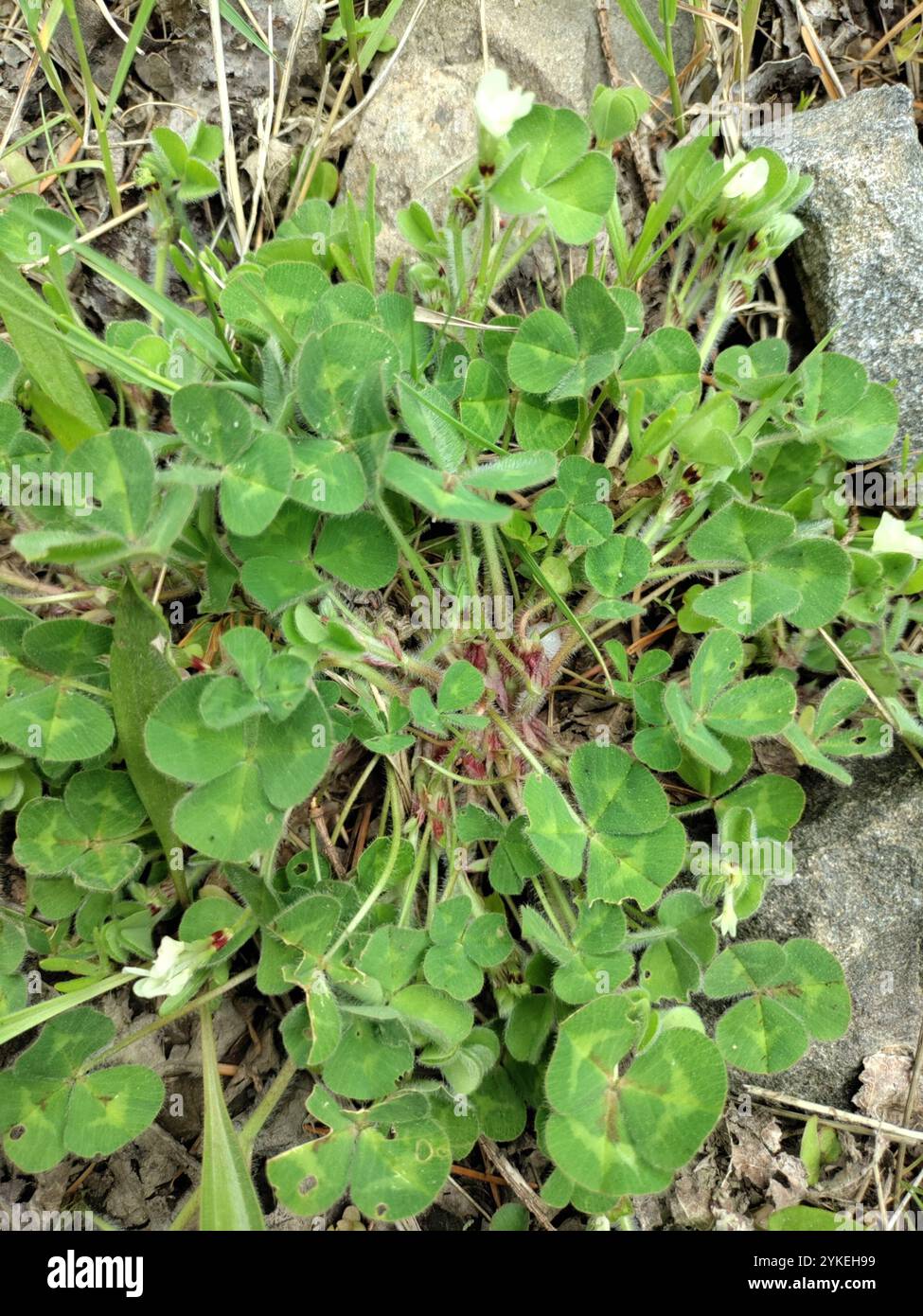 Subterranean Clover (Trifolium subterraneum Stock Photo - Alamy