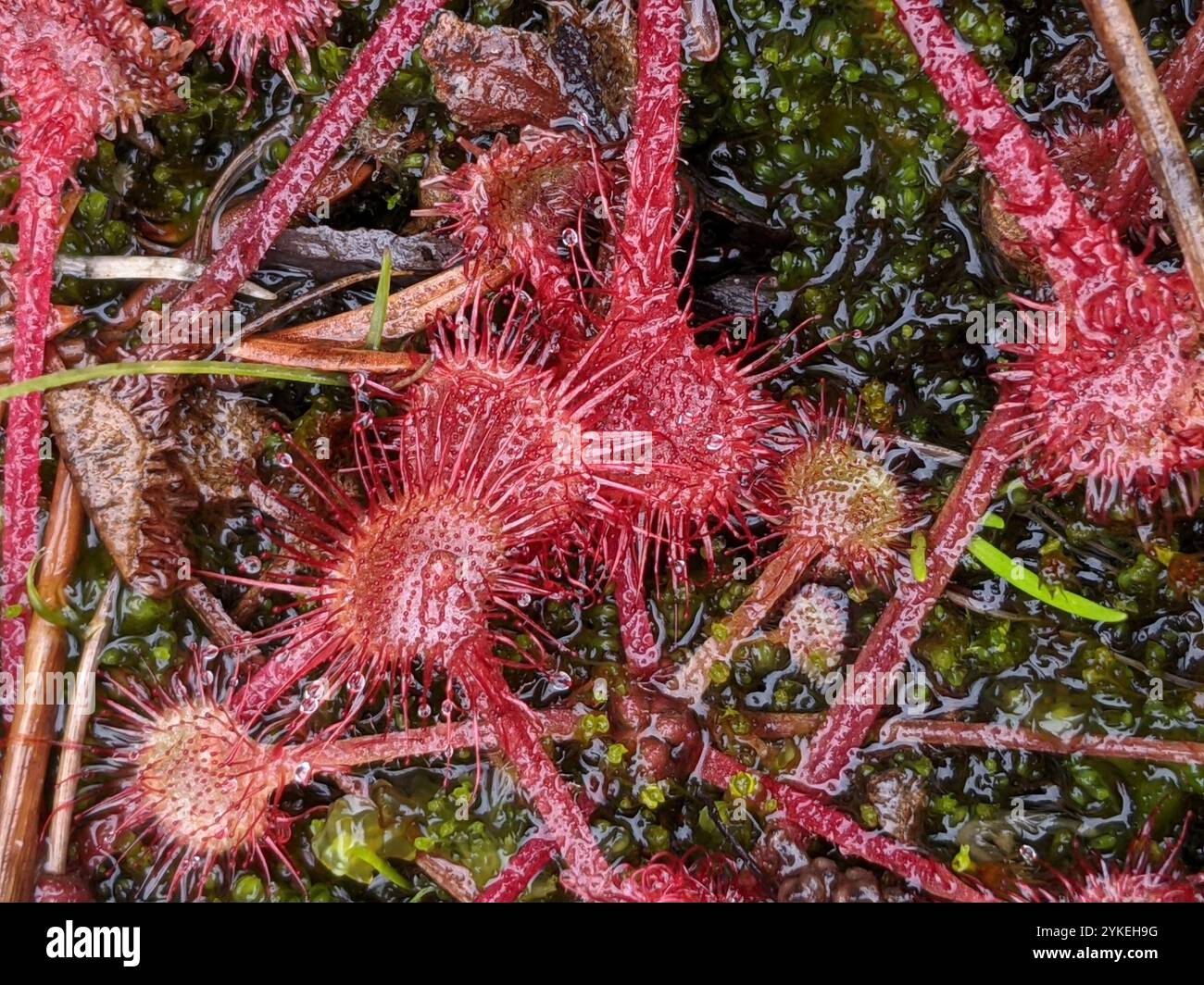 round-leaved sundew (Drosera rotundifolia Stock Photo - Alamy