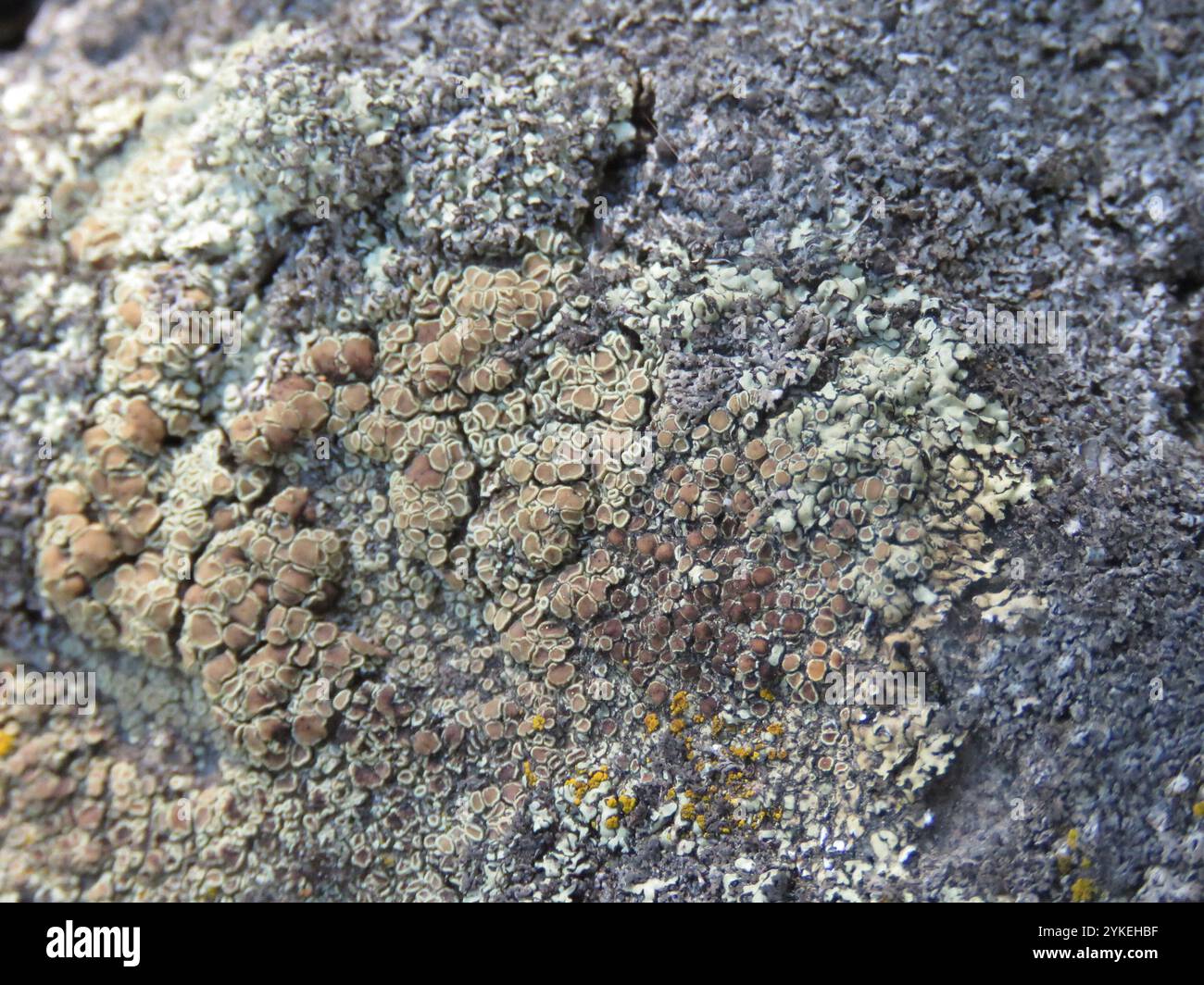 rim lichens, disc lichens, and allies (Lecanoraceae Stock Photo - Alamy