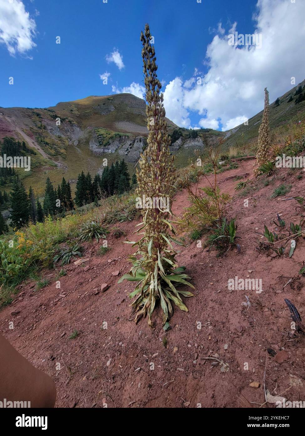 monument plant (Frasera speciosa Stock Photo - Alamy