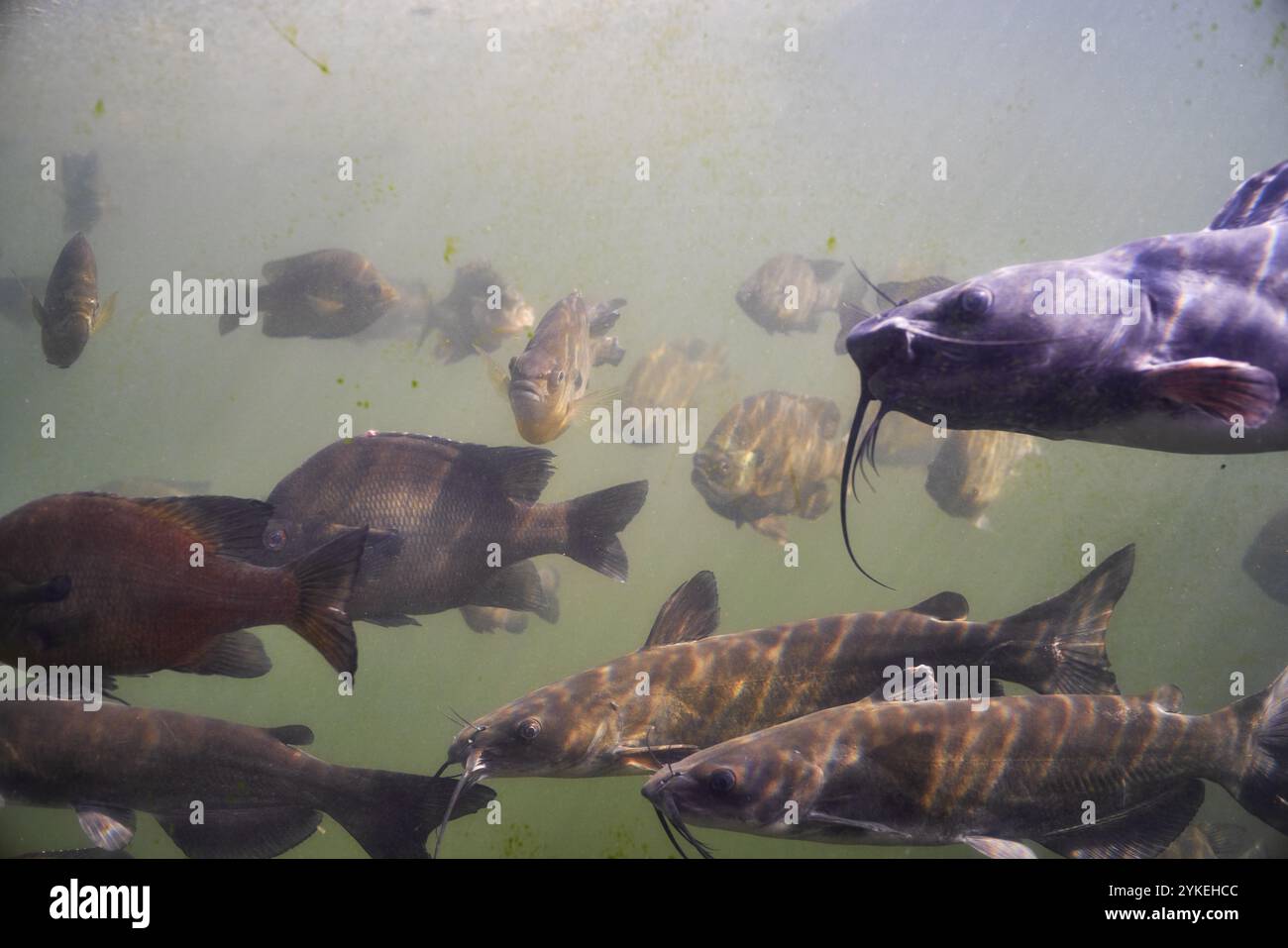 A variety of fish in a large tank Stock Photo - Alamy
