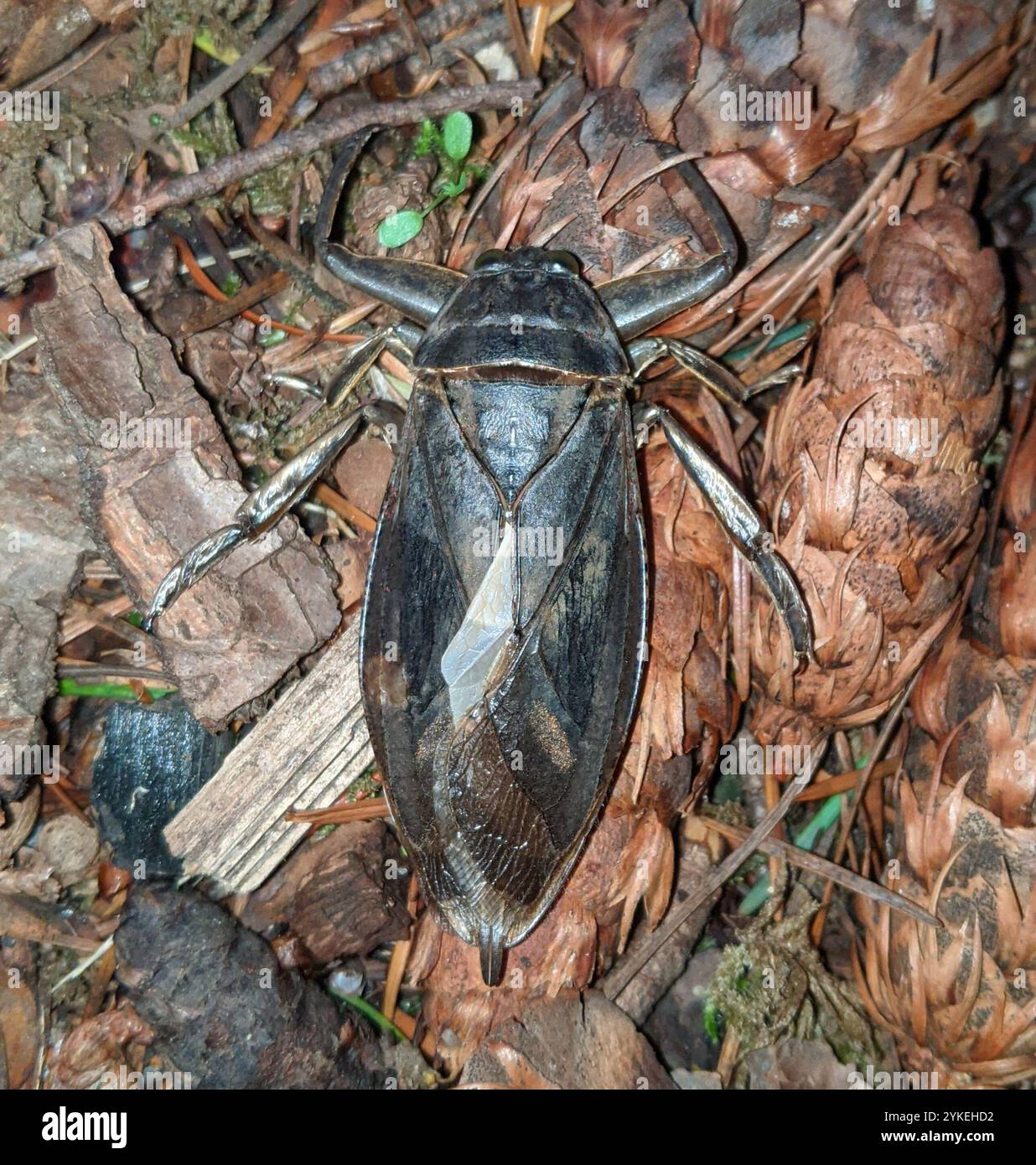 American Giant Water Bug (Lethocerus americanus Stock Photo - Alamy