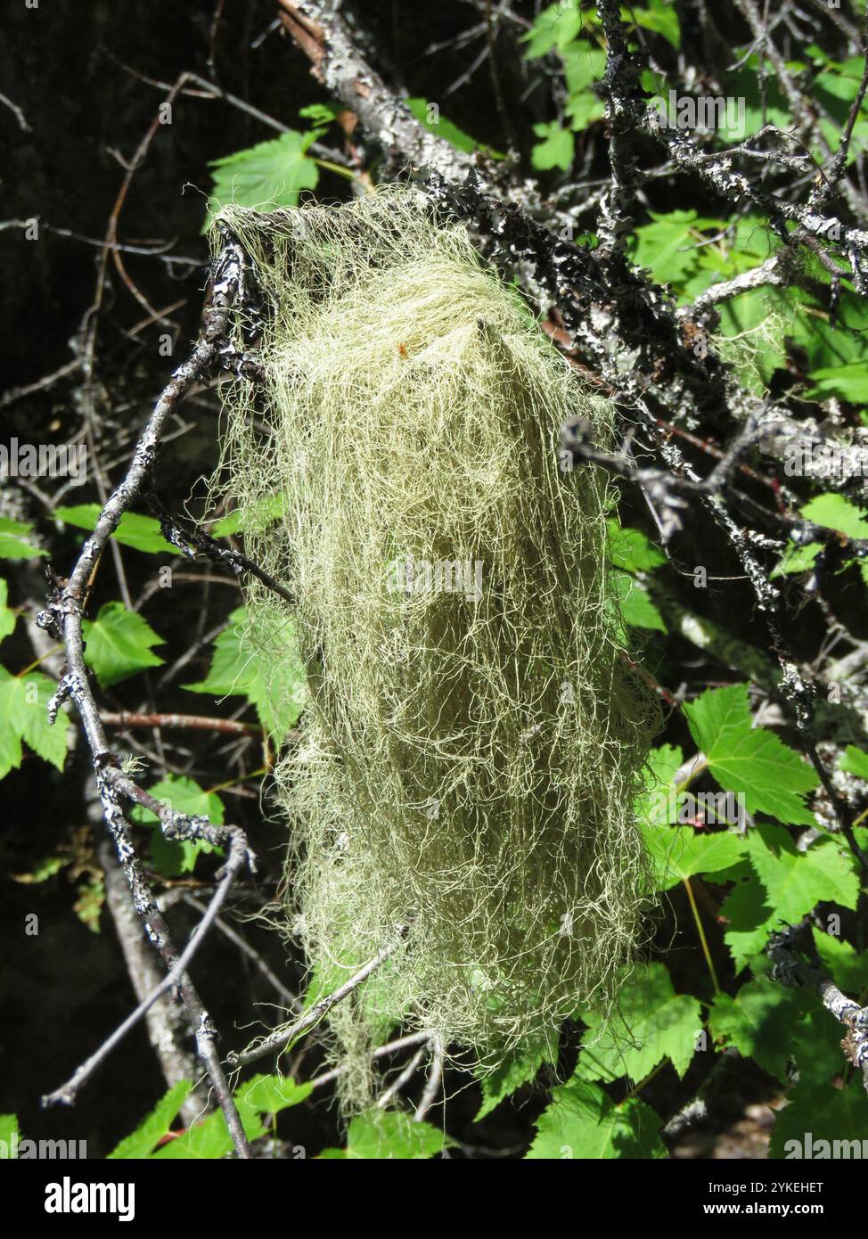 Witch's Hair (Alectoria sarmentosa Stock Photo - Alamy