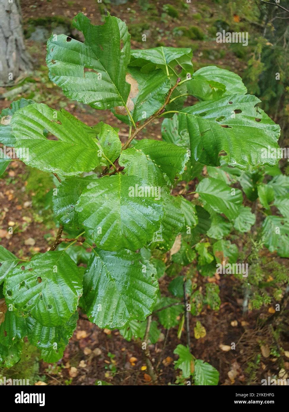 common alder (Alnus glutinosa Stock Photo - Alamy