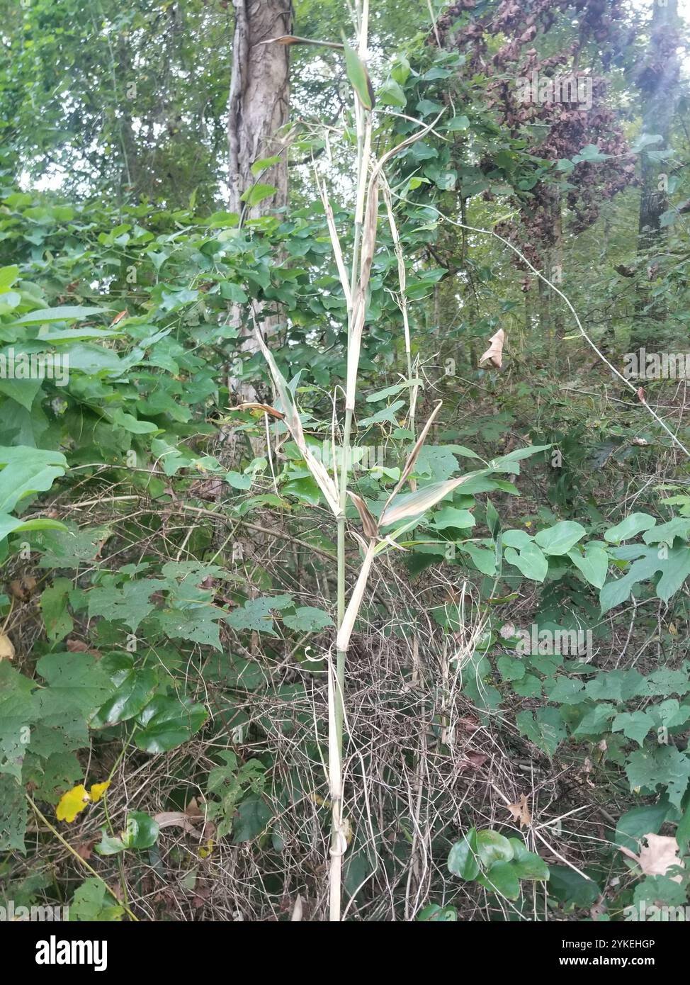 river cane (Arundinaria gigantea Stock Photo - Alamy