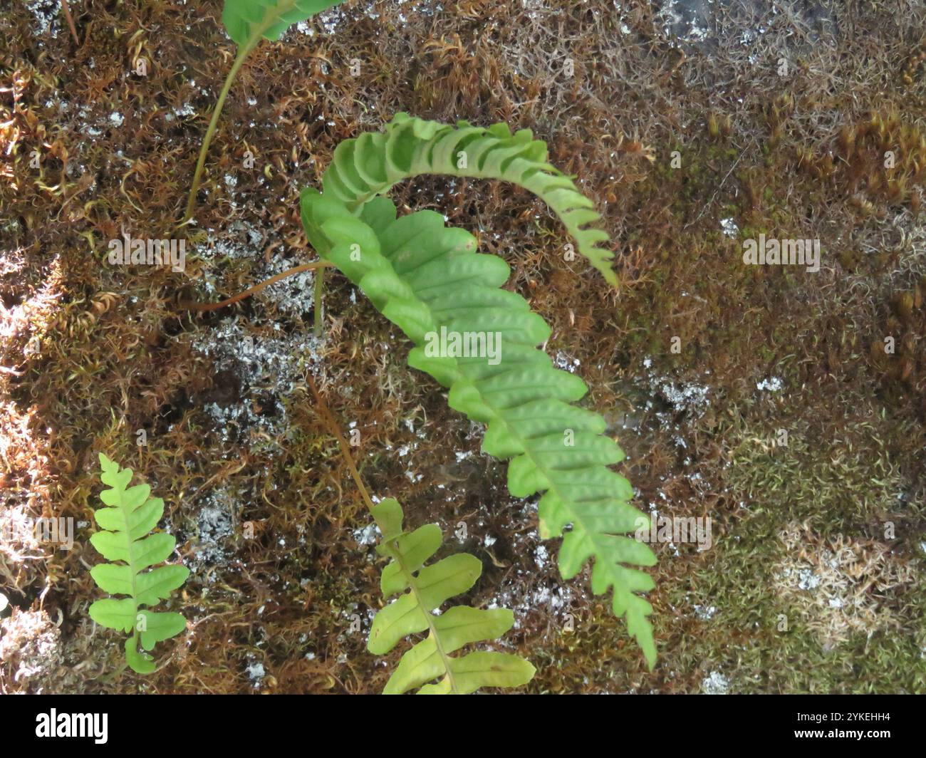 polypody ferns (Polypodium Stock Photo - Alamy