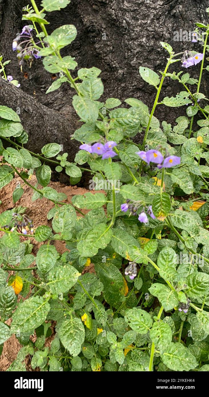purple nightshade (Solanum xanti Stock Photo - Alamy