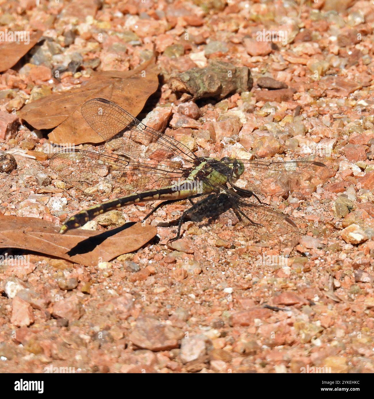 Black-shouldered Spinyleg (Dromogomphus spinosus Stock Photo - Alamy