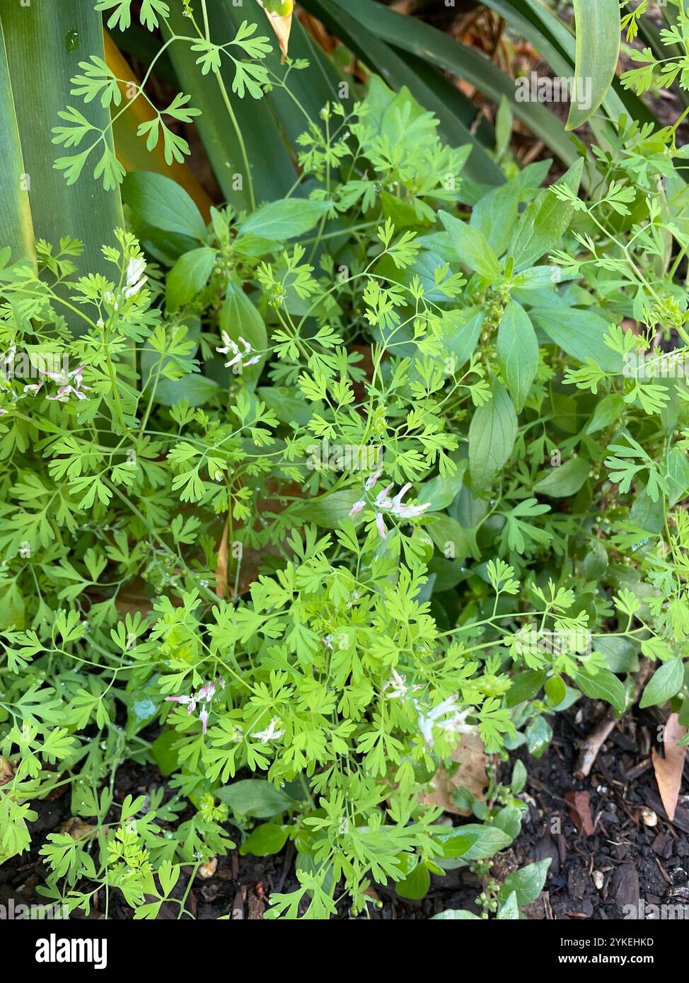 Common ramping fumitory hi-res stock photography and images - Alamy