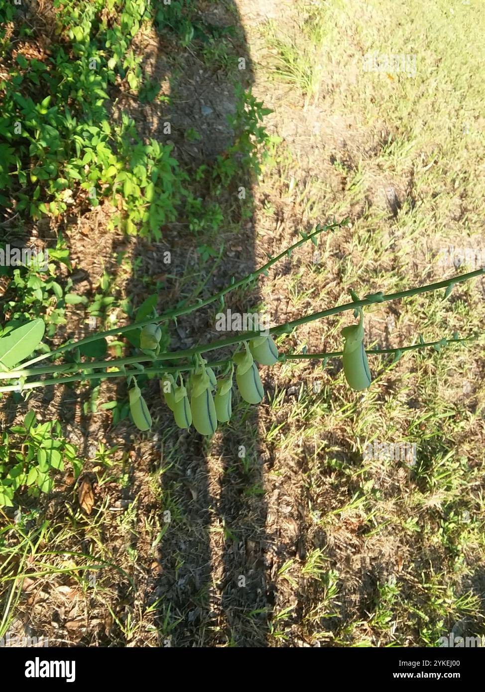 Showy Rattlebox (Crotalaria spectabilis Stock Photo - Alamy