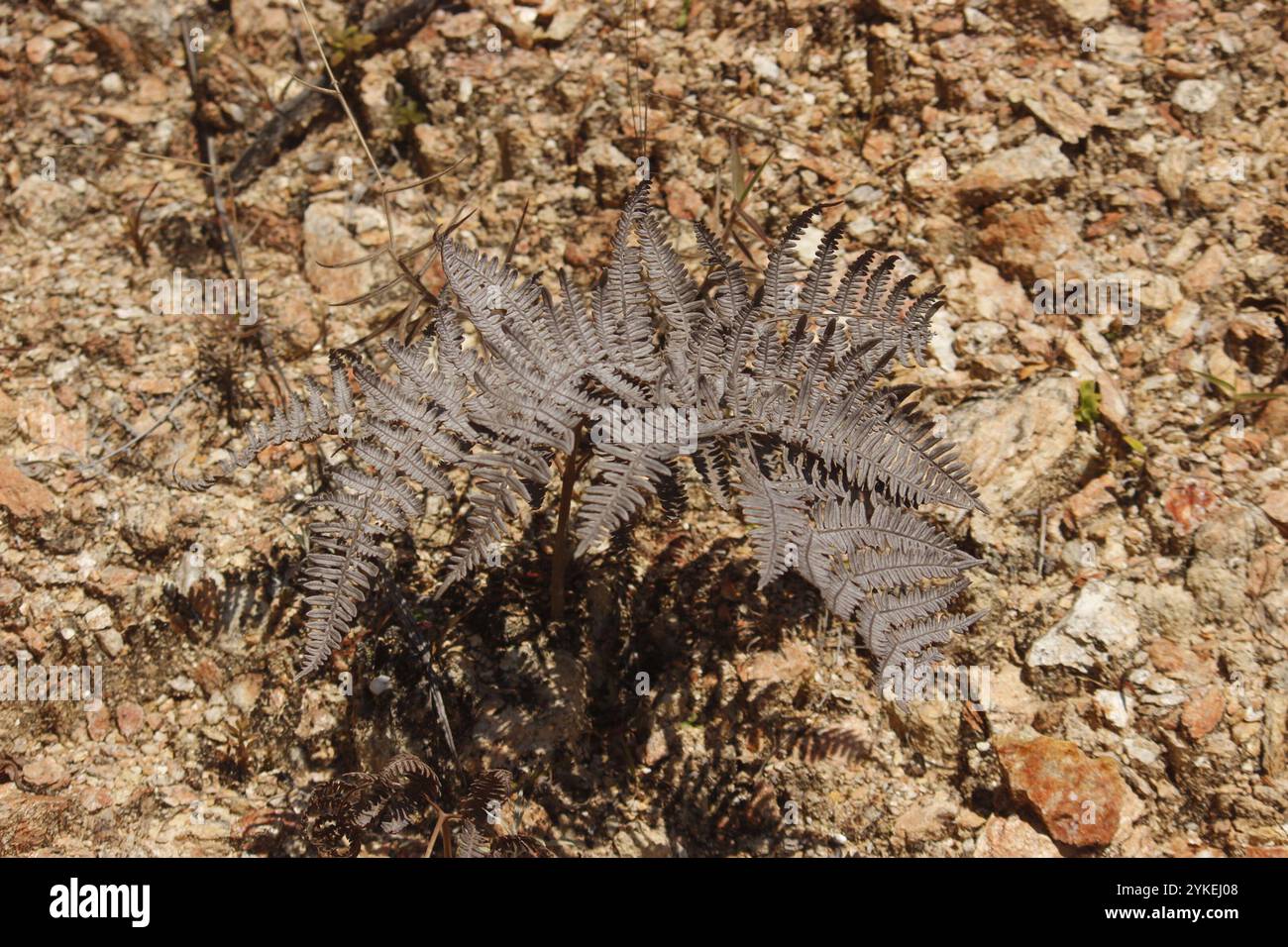 bracken family (Dennstaedtiaceae Stock Photo - Alamy