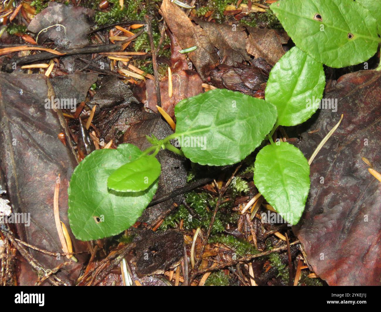 one-sided wintergreen (Orthilia secunda Stock Photo - Alamy