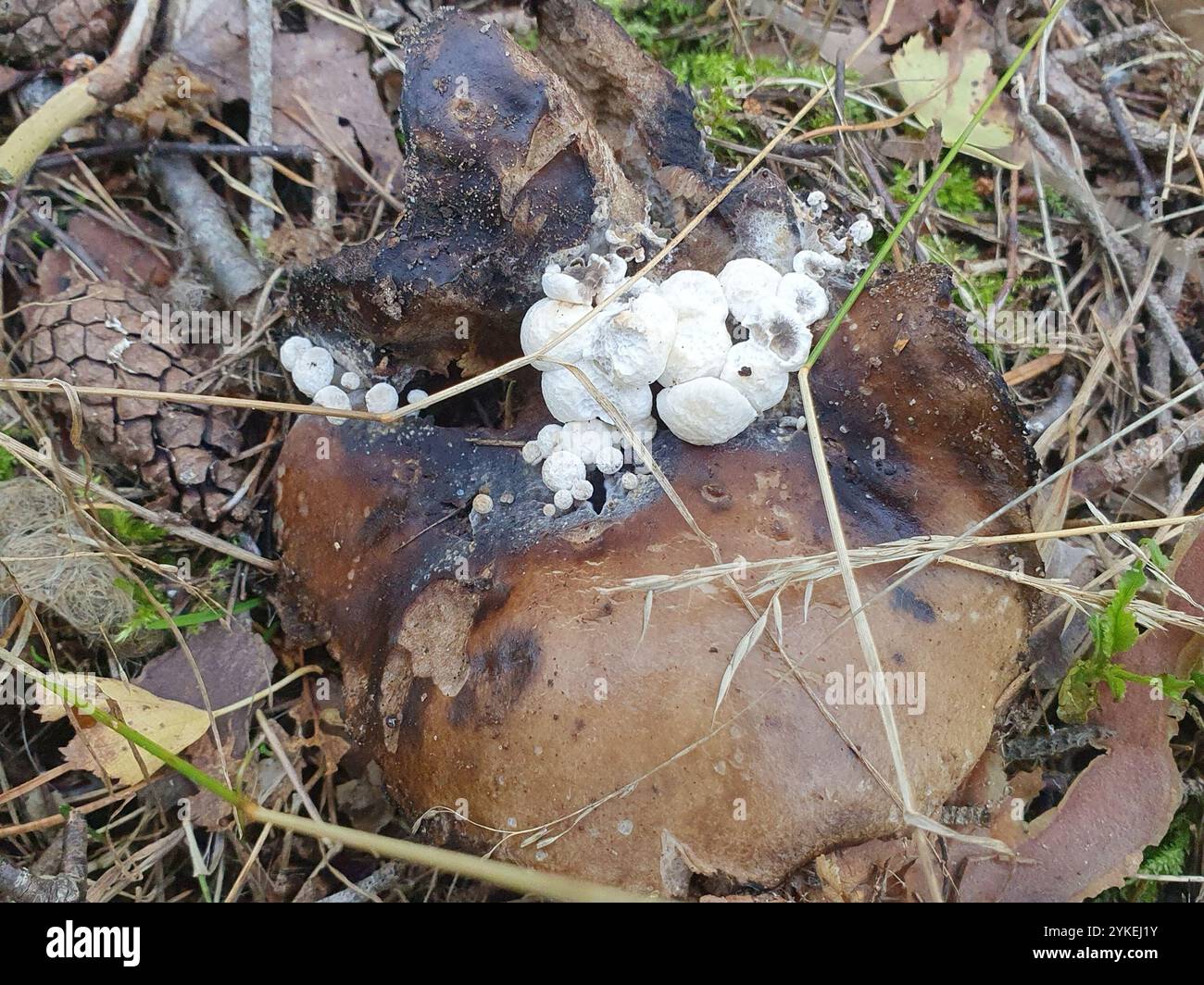 Powder Cap (Asterophora lycoperdoides Stock Photo - Alamy