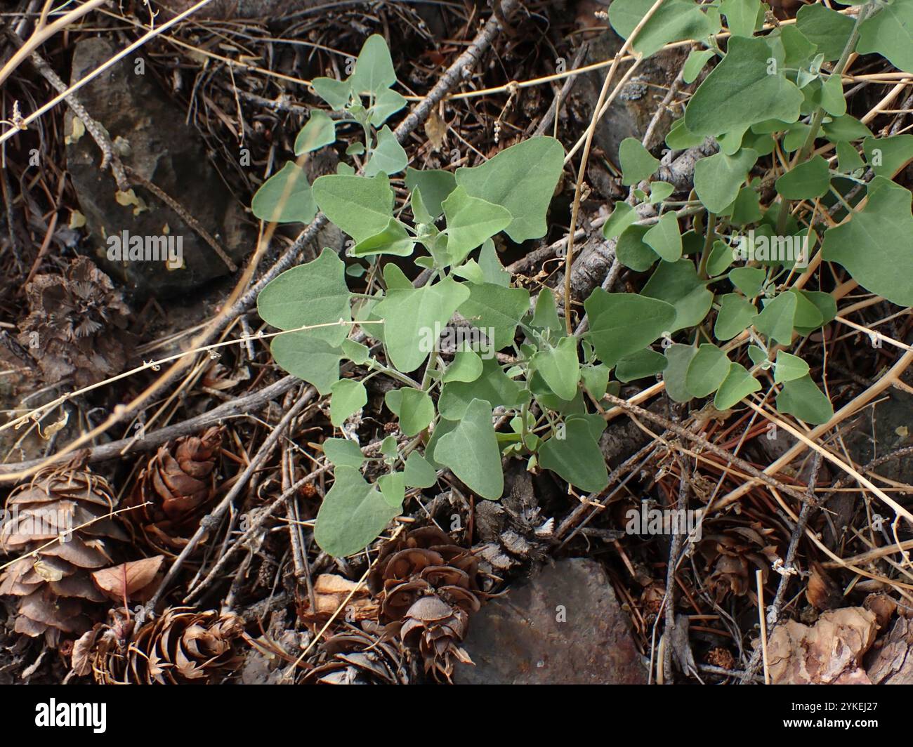 Common Lambsquarters (Chenopodium album Stock Photo - Alamy