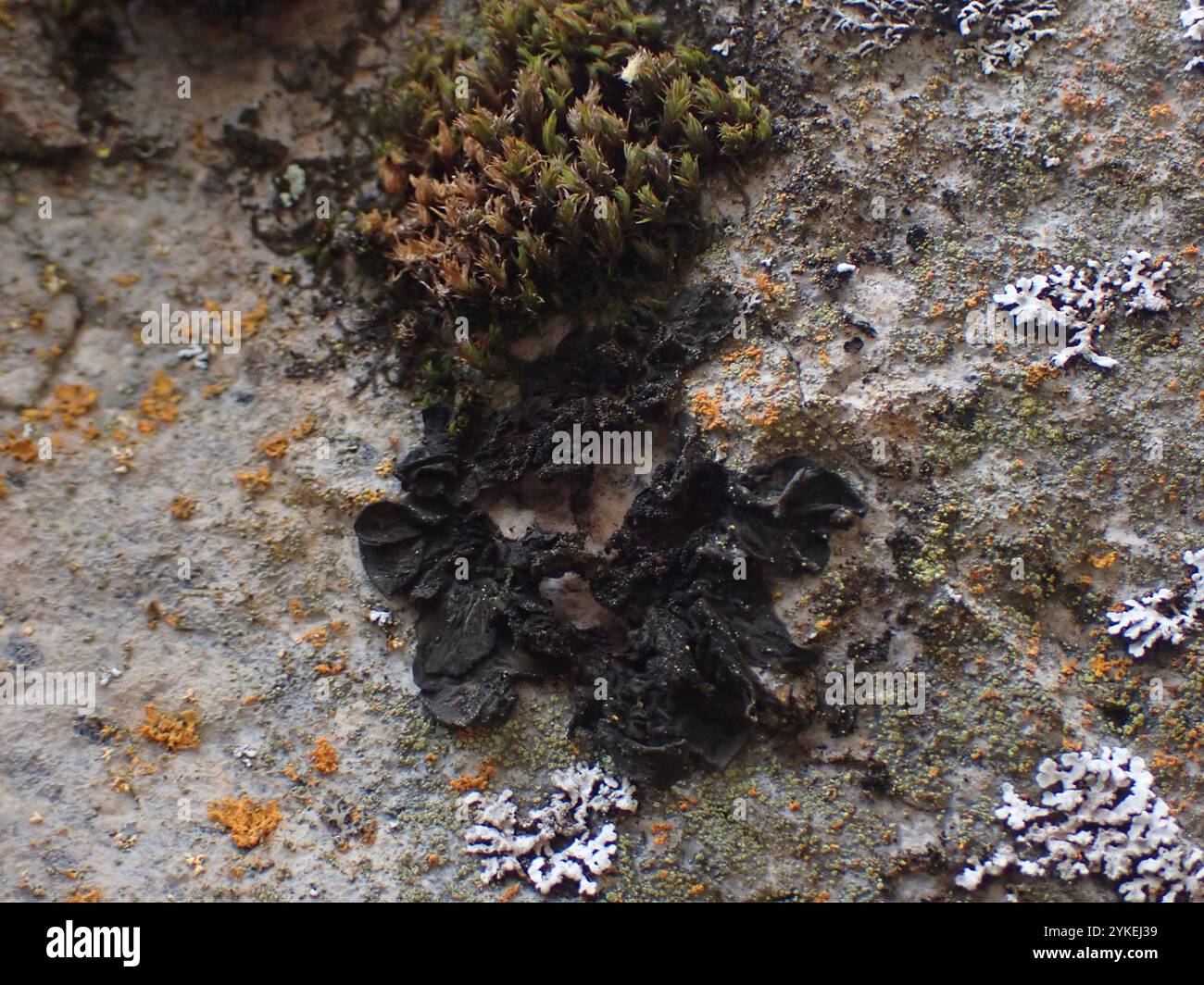 Effervescent Tarpaper Lichen (Collema furfuraceum Stock Photo - Alamy