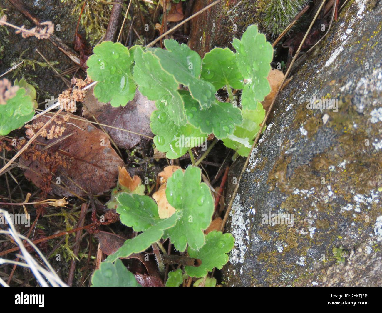 roundleaf alumroot (Heuchera cylindrica Stock Photo - Alamy