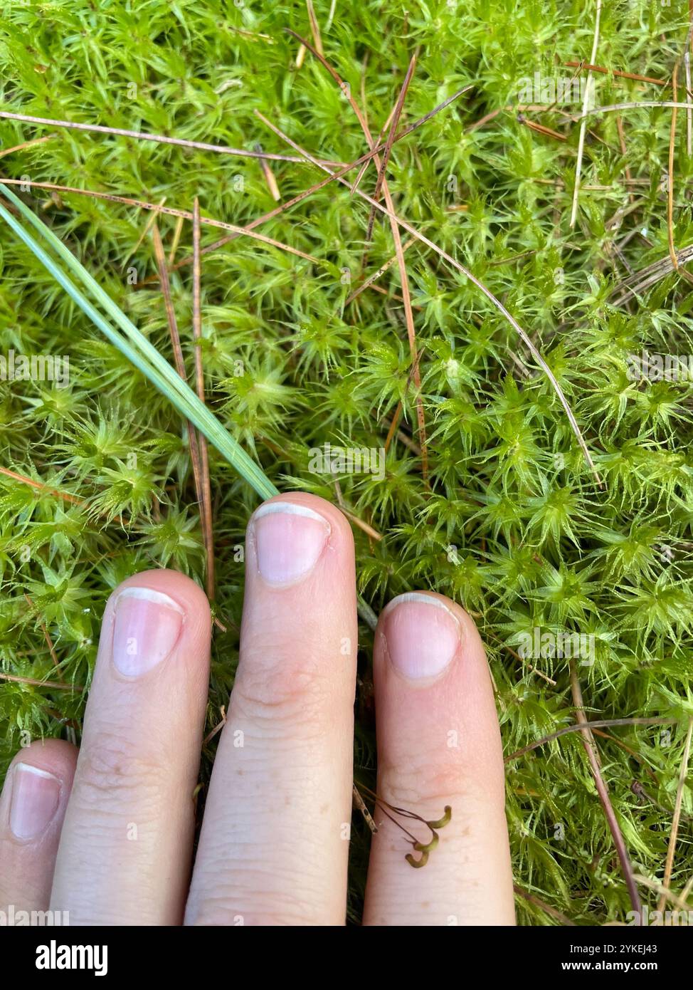 Waxyleaf Moss (Dicranum polysetum Stock Photo - Alamy