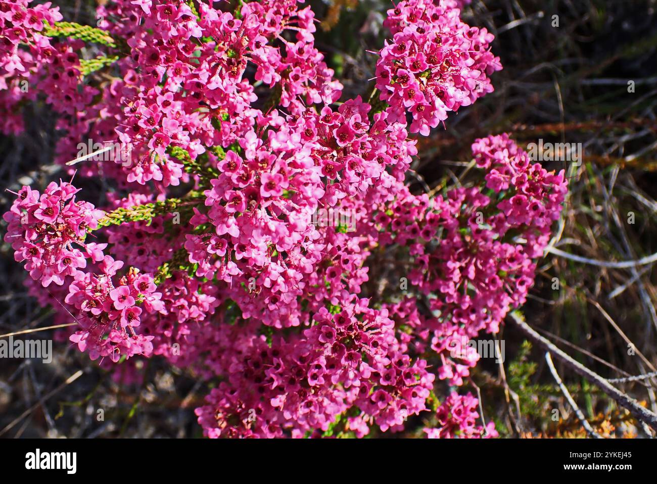Graffiti Heath (Erica seriphiifolia Stock Photo - Alamy