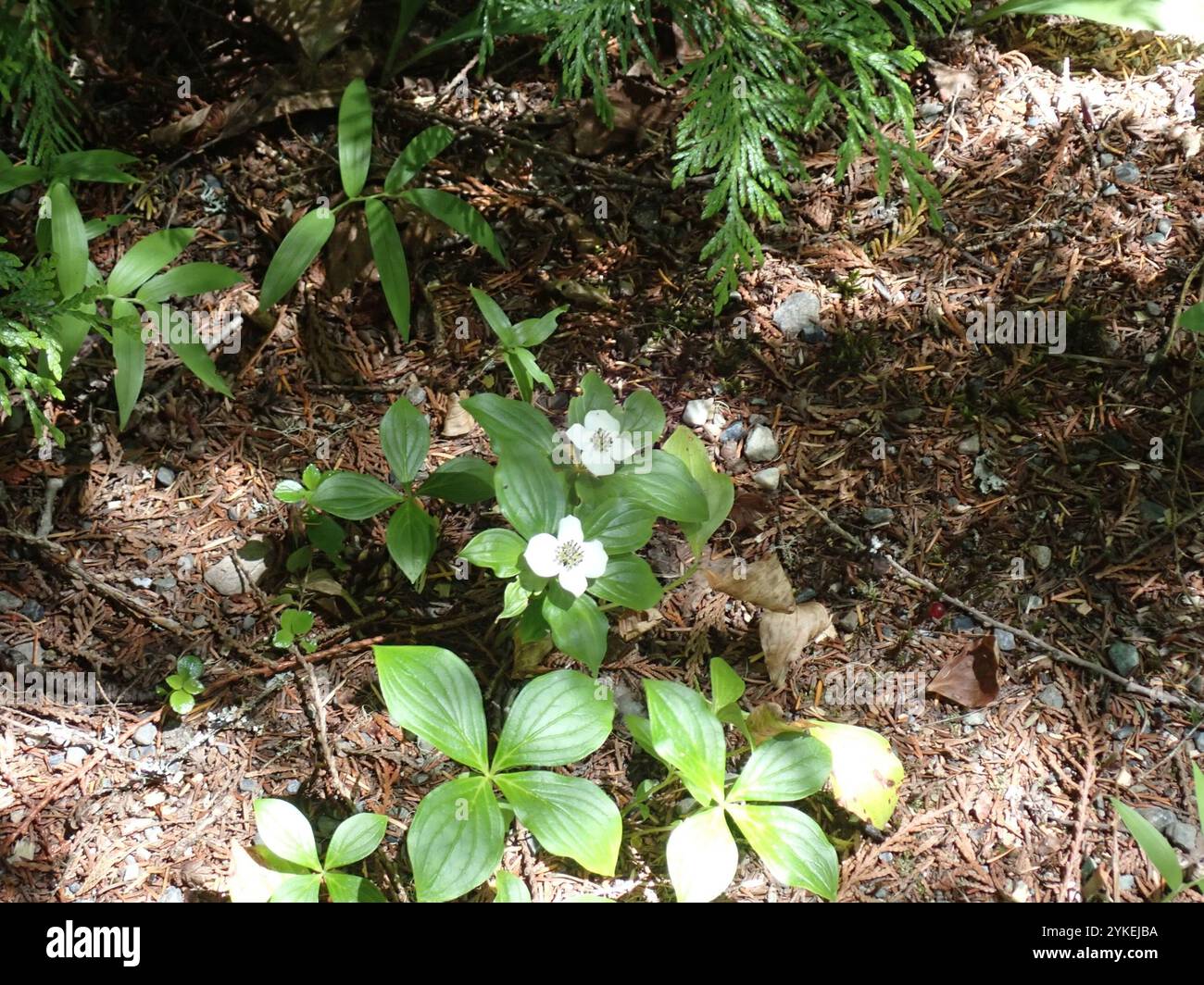 Western Bunchberry (Cornus unalaschkensis Stock Photo - Alamy