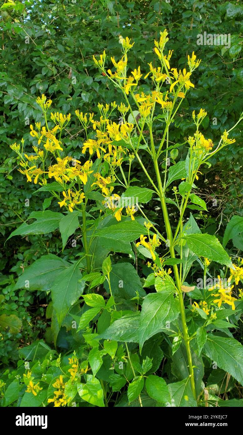 Yellow Crownbeard (Verbesina occidentalis Stock Photo - Alamy