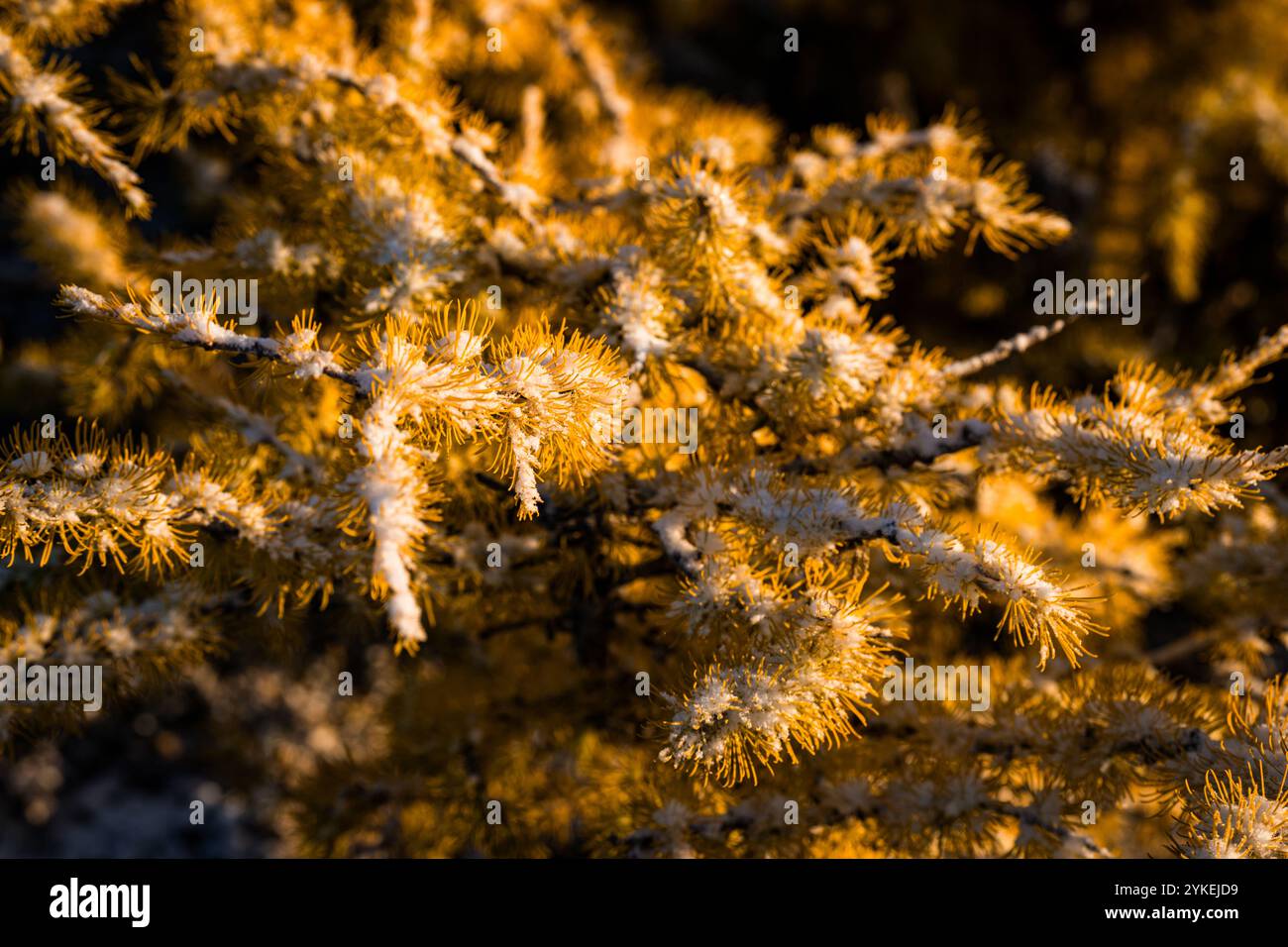 Washington Autumn in the Alpine Pacific Northwest Stock Photo - Alamy