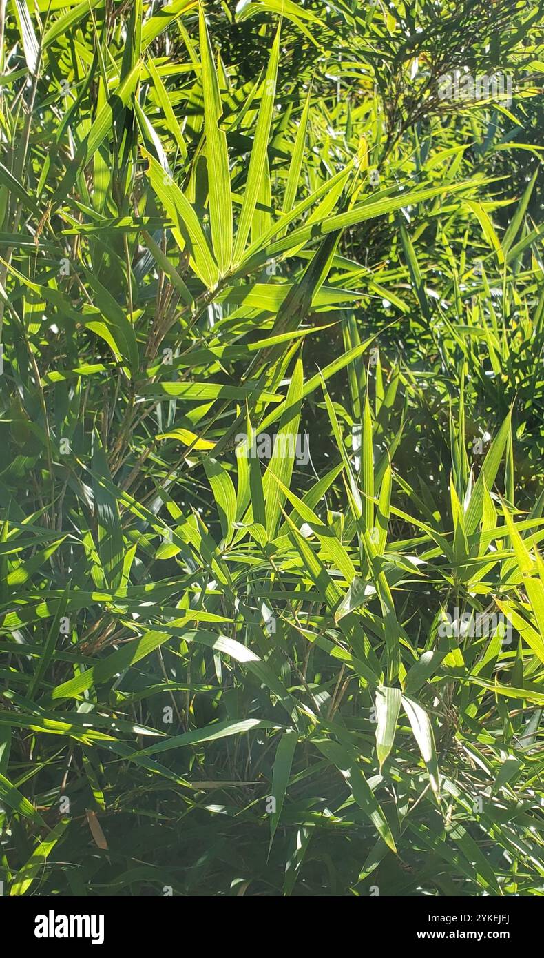 river cane (Arundinaria gigantea Stock Photo - Alamy