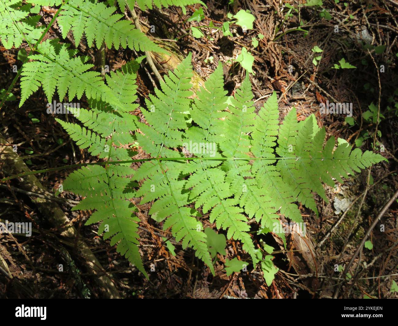 spreading wood fern (Dryopteris expansa Stock Photo - Alamy
