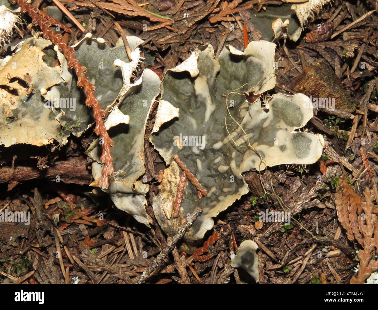 dog pelt lichen (Peltigera canina Stock Photo - Alamy