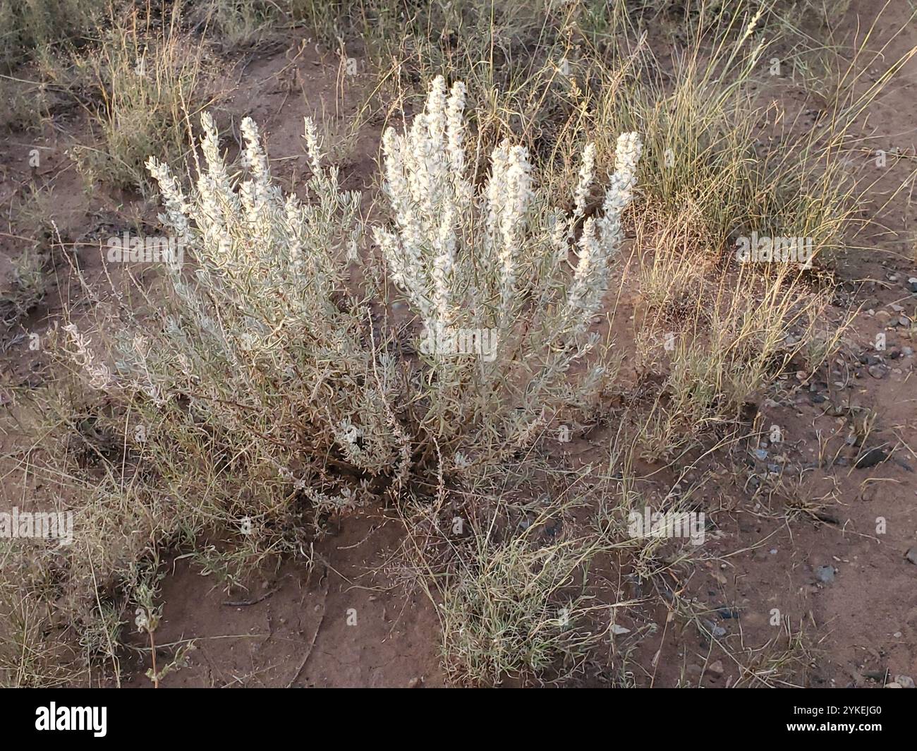Winterfat (Krascheninnikovia lanata Stock Photo - Alamy