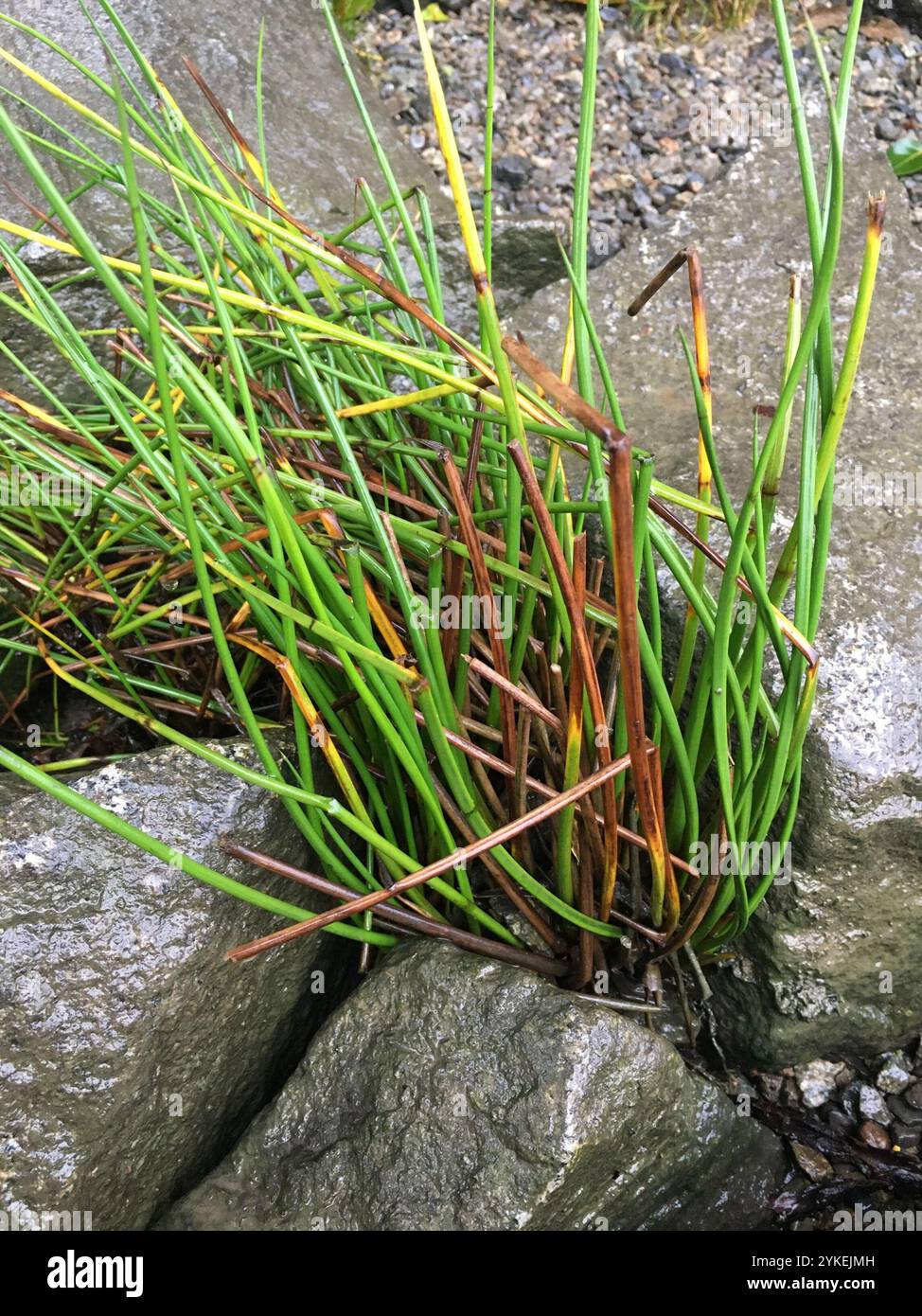 grasses, sedges, cattails, and allies (Poales Stock Photo - Alamy