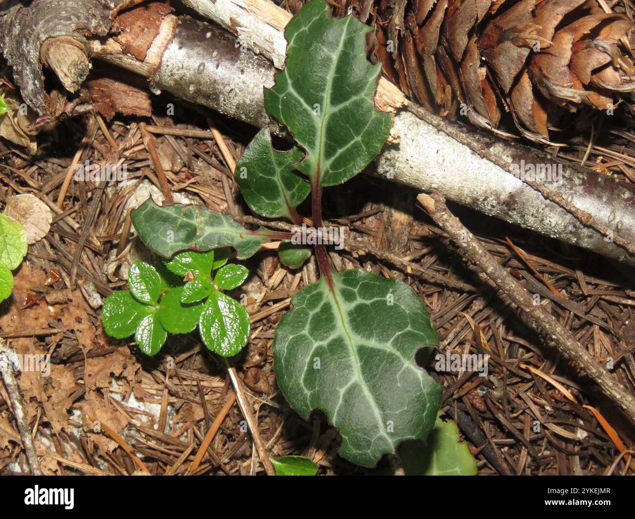 white-veined wintergreen (Pyrola picta Stock Photo - Alamy