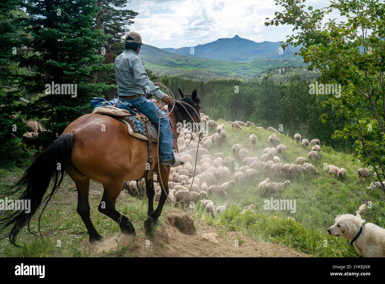 Peruvian cowboy hi-res stock photography and images - Alamy