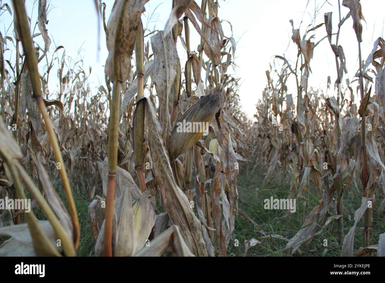 Corn field missouri hi-res stock photography and images - Alamy