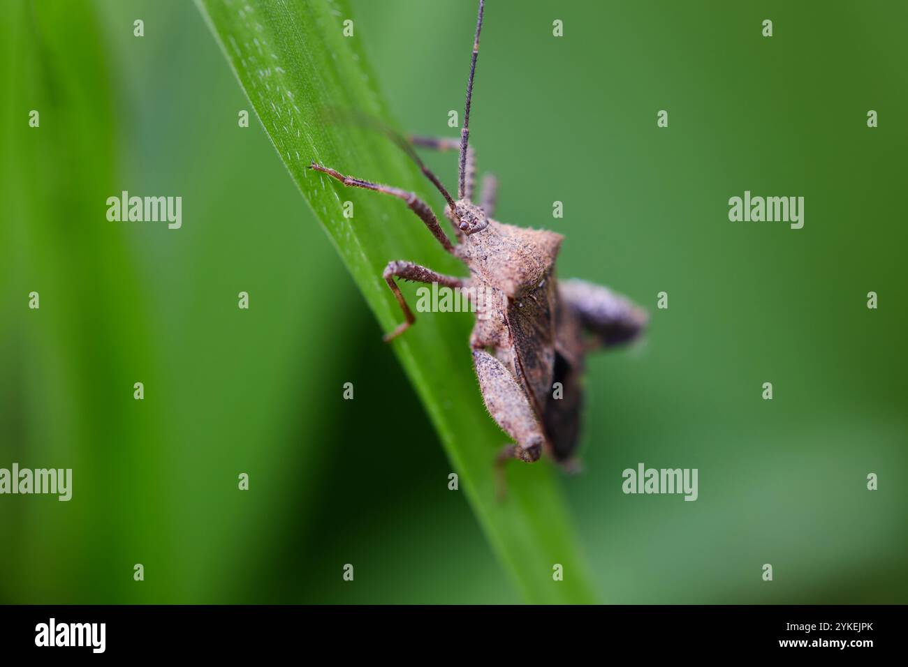 Full insect body hi-res stock photography and images - Alamy