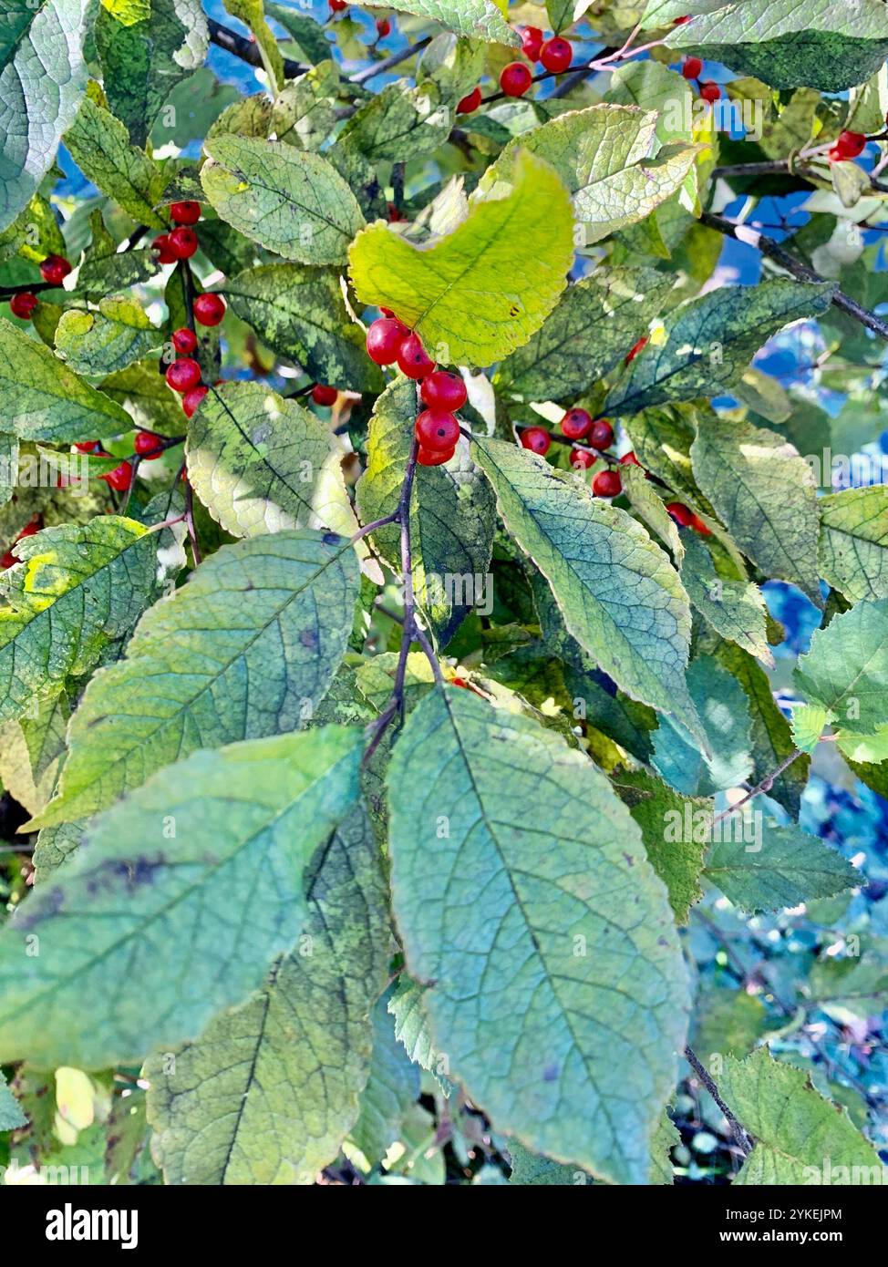 winterberry holly (Ilex verticillata Stock Photo - Alamy