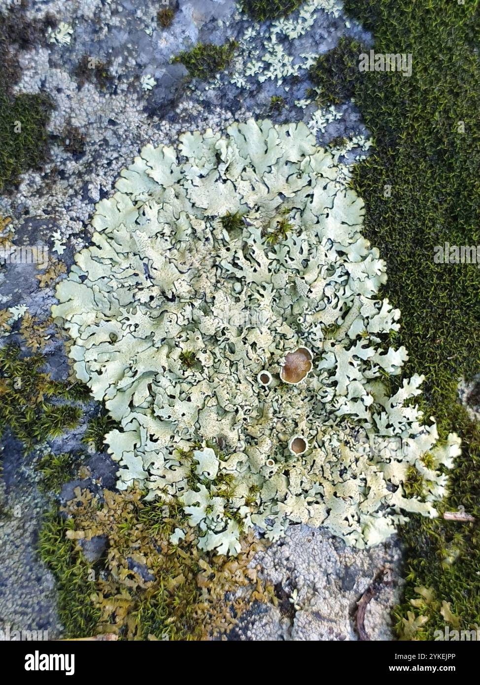 Peppered Rock-shield (Xanthoparmelia conspersa Stock Photo - Alamy