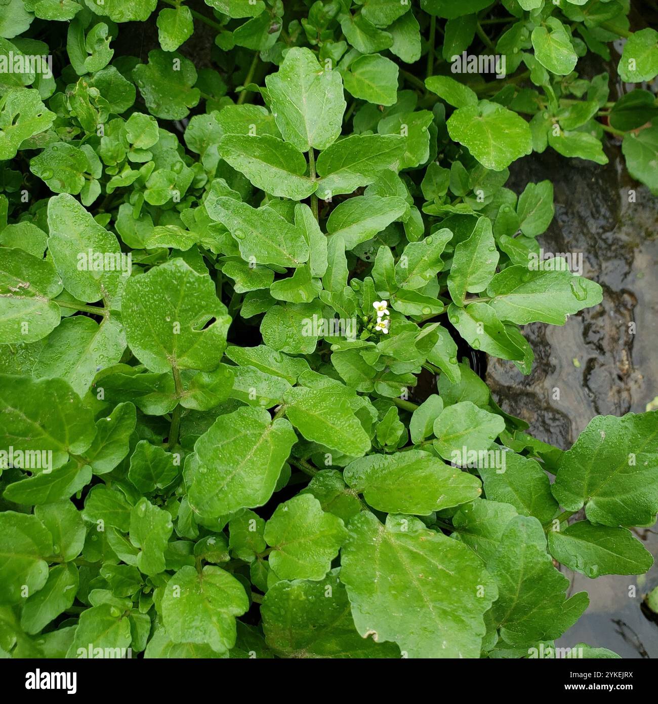 watercress (Nasturtium officinale Stock Photo - Alamy