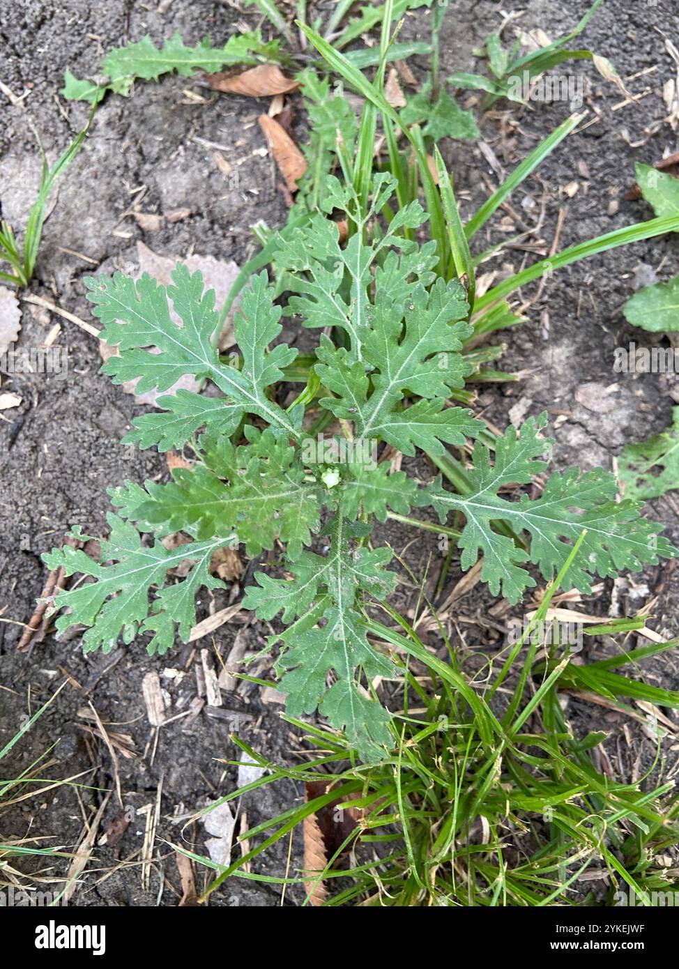 Santa Maria feverfew (Parthenium hysterophorus Stock Photo - Alamy