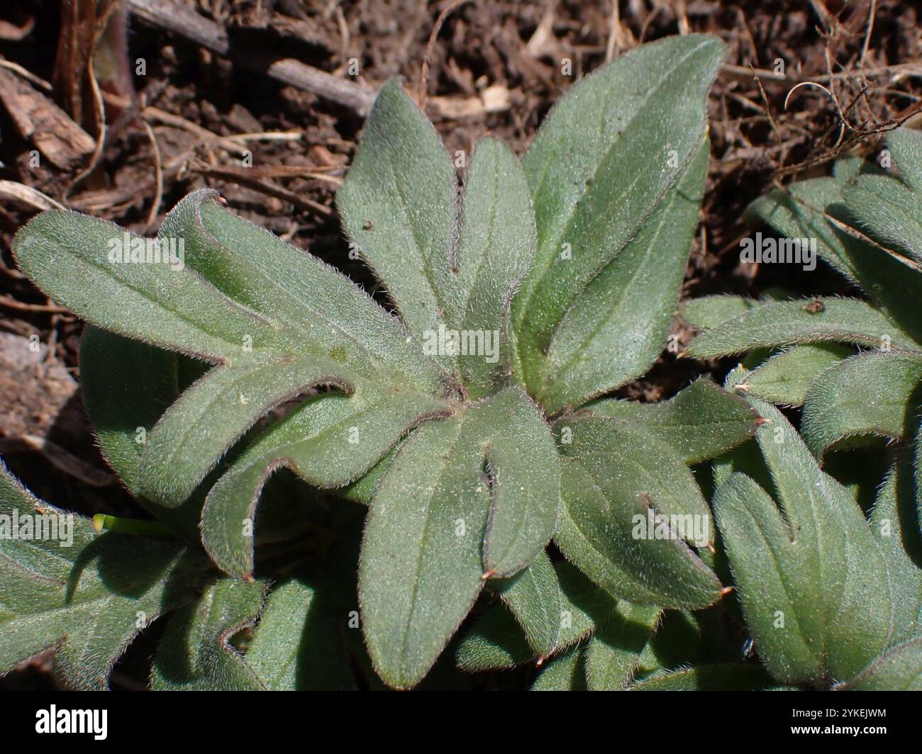 Hydrophyllum capitatum hi-res stock photography and images - Alamy