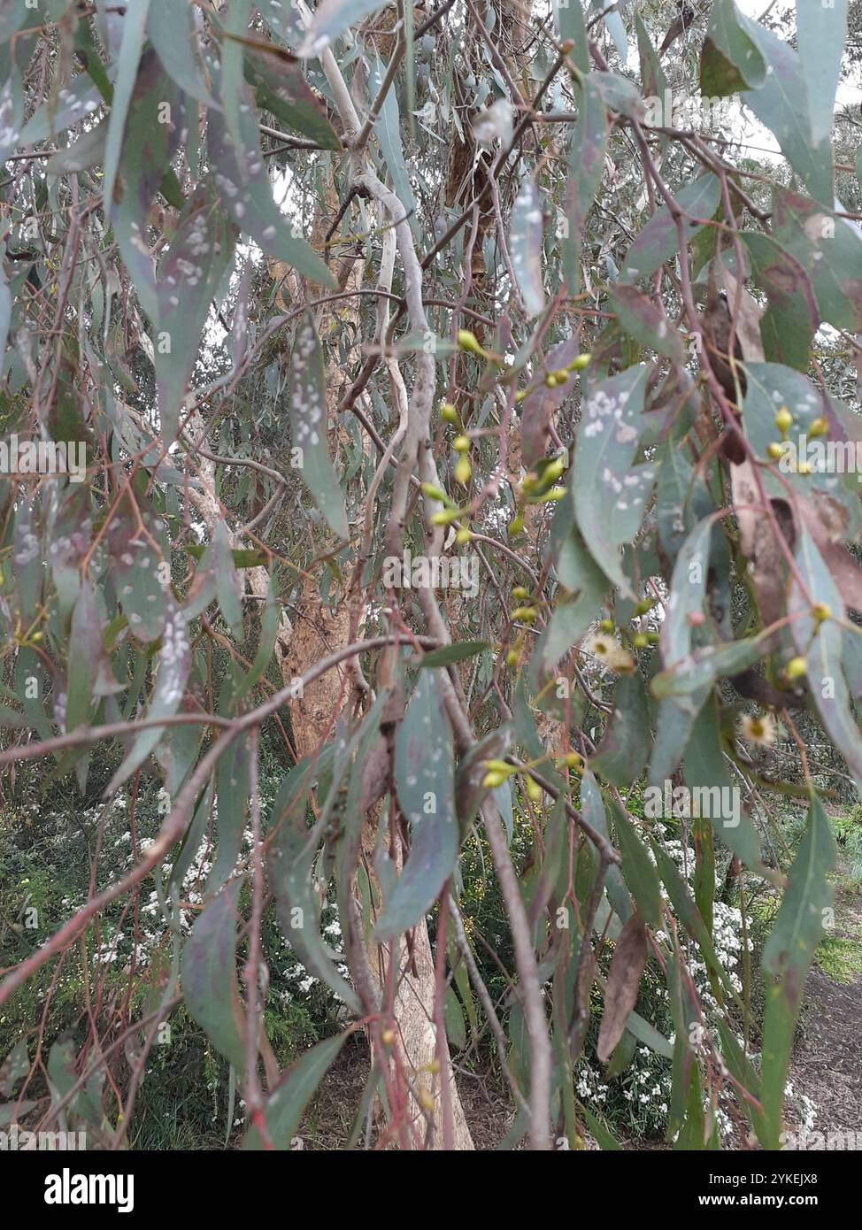 Eucalyptus melliodora hi-res stock photography and images - Alamy