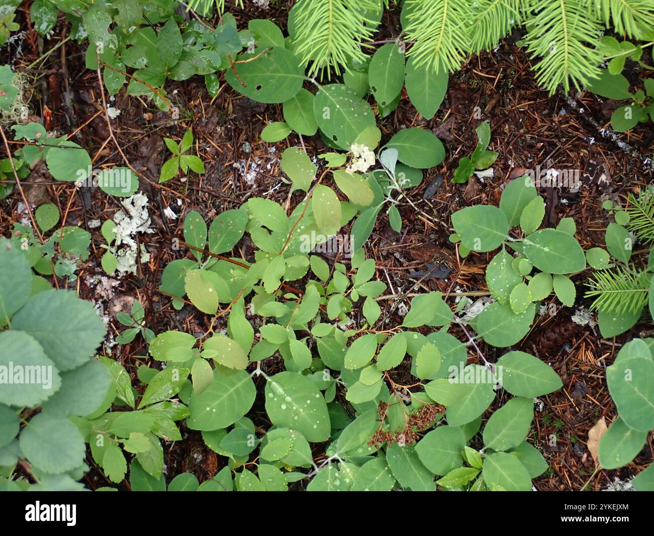 Shinyleaf hi-res stock photography and images - Alamy