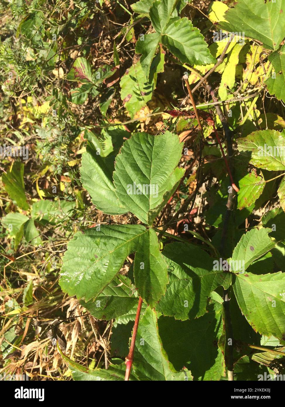 Common Dewberry (Rubus flagellaris Stock Photo - Alamy